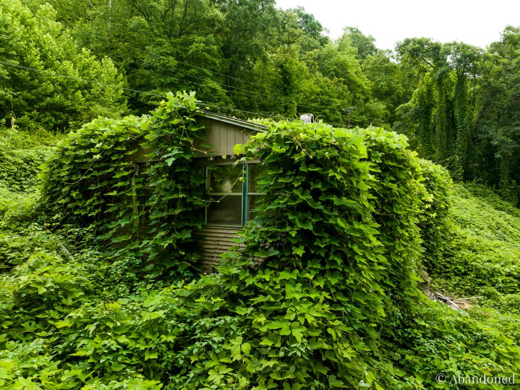 Kudzu, “The Vine that Ate the South” - Abandoned